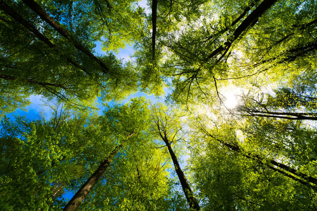 Earth Day with Propane: Planting a Cleaner Future
